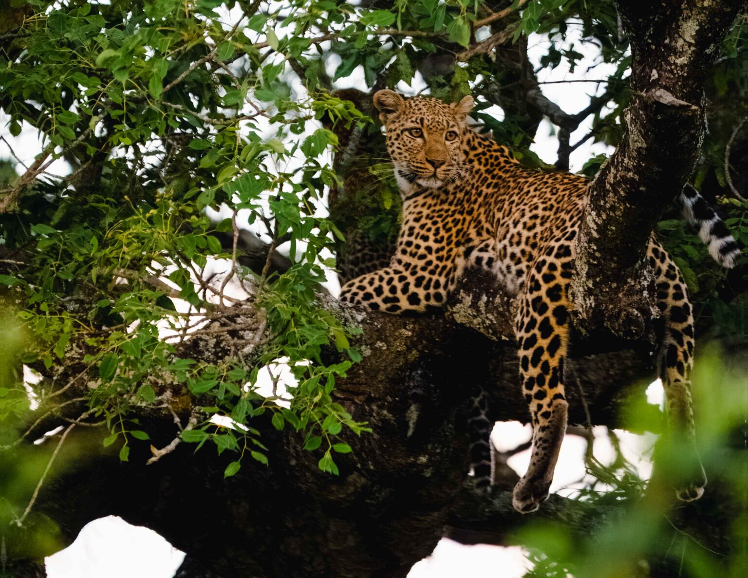 Earn Qantas Points on South Africa safari packages with TripADeal ...